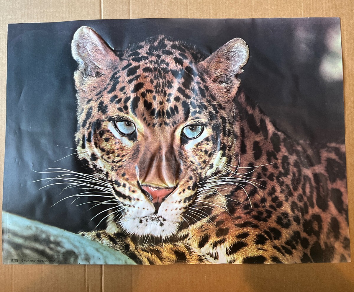 Leopard Cheetah Jaguar Poster