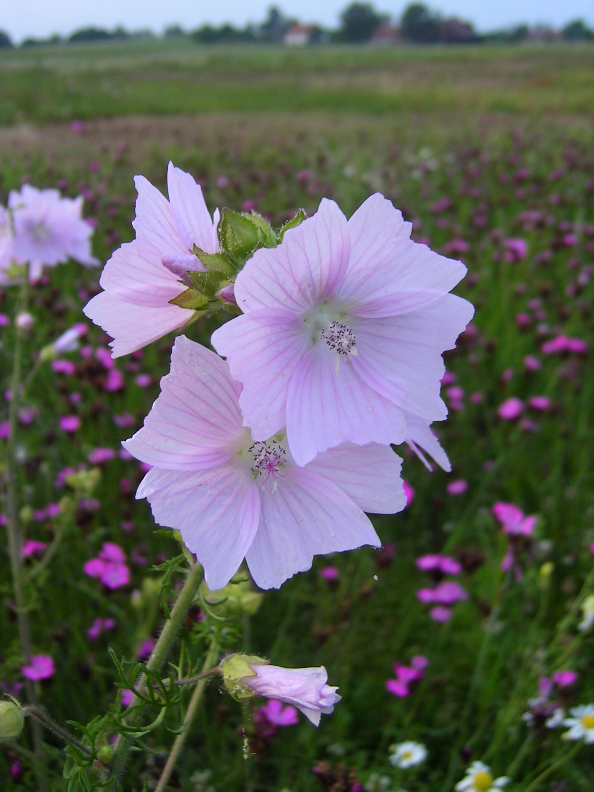 Malva moschata MOSCHUS-MALVE über 200 Samen winterhart | eBay