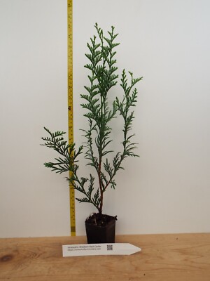 Thuja Plicata 'Virescens' Western Red Cedar- A Substitute For Leyland ...