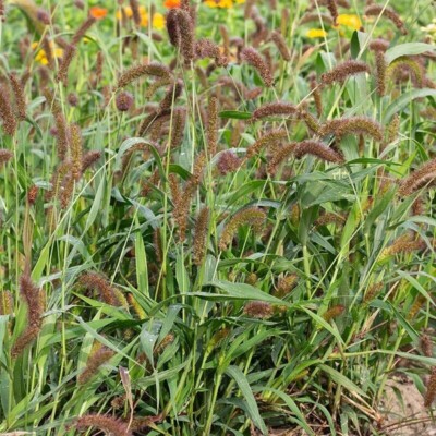 Lowlander Millet - Setaria italica - Millet à piston - 50+ graines ...