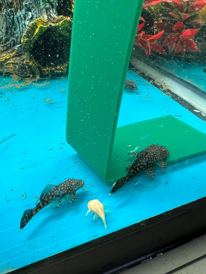 3x Chocolate bristlenose pleco .75-2 inch fish | eBay
