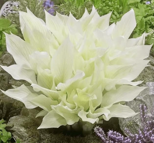 hosta White Feather. Shipped Dormant and Bare Root Perennial Shade ...