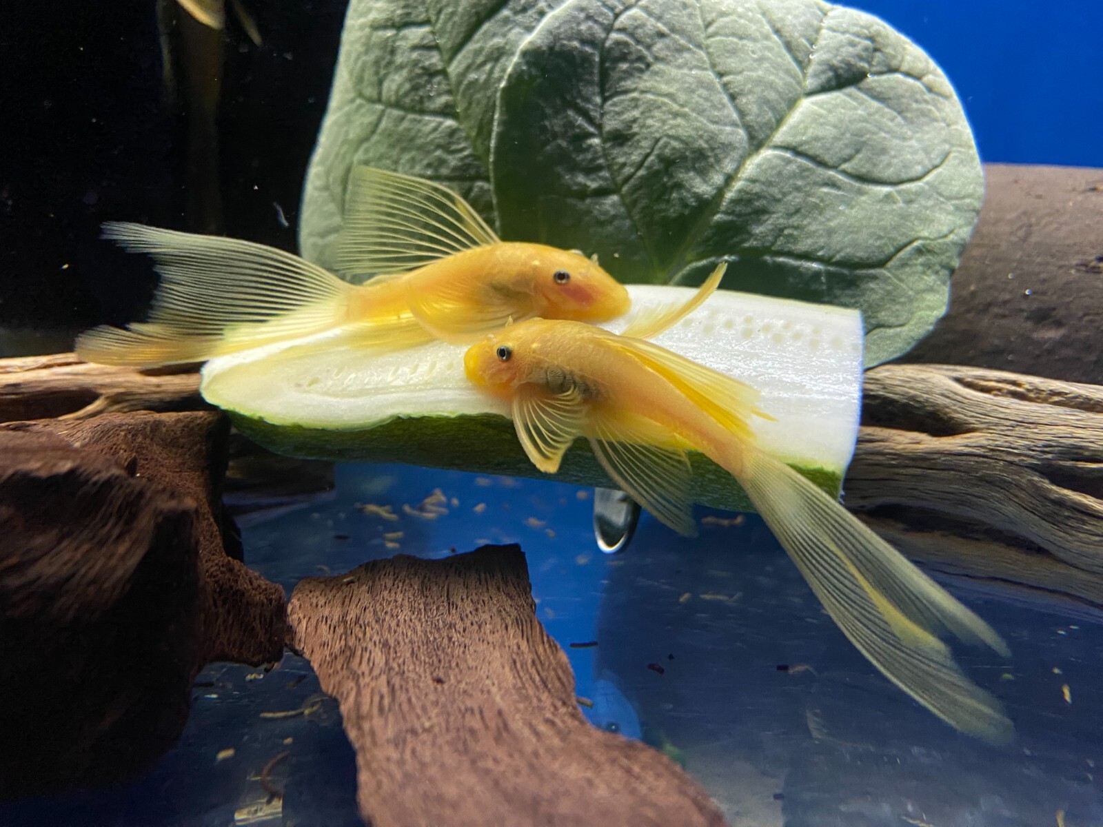 LONGFIN BLUE EYE LEMON YELLOW Bristlenose Pleco 1-1/2 inch L144 ...