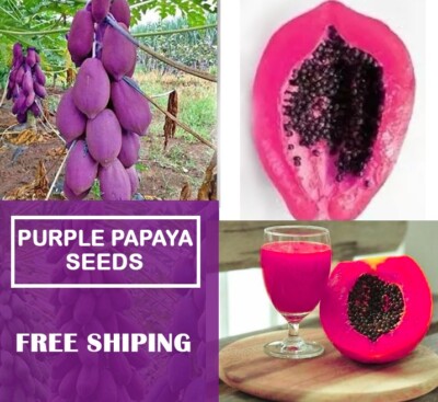 100 Organic New fresh purple papaya fruit seeds | eBay