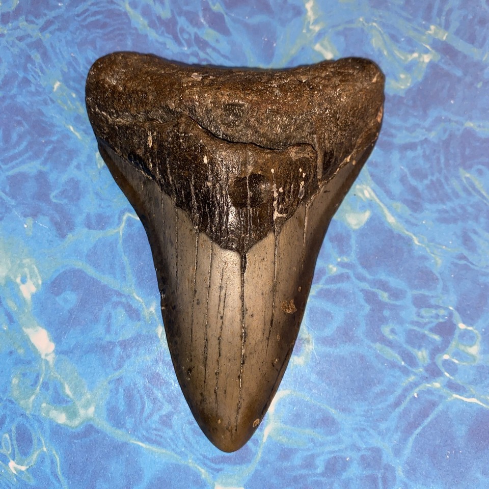 MEGALODON SHARK TOOTH 4.24” HUGE TEETH MEG SCUBA DIVER DIRECT FOSSIL NC ...