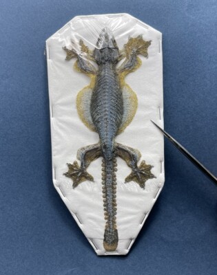 Flying Gecko Lizard Taxidermy Oddity Curiosities Specimen reptile ...