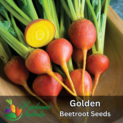 BEETROOT 'Golden' 30+ Seeds, Heirloom Vegetable Garden GOLDEN FLESH, NO ...