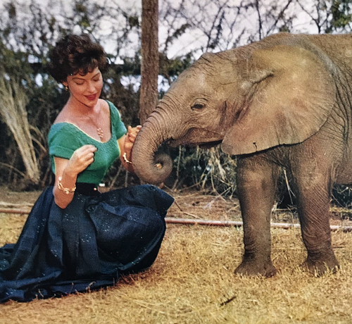 1953 MOGAMBO Ava Gardner w/ Baby Elephant Publicity Color Press Kit ...