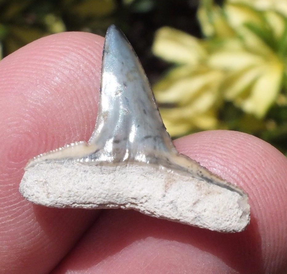 Nice Grayish colored Bone Valley Negaprion Eurybathrodon Shark Tooth | eBay
