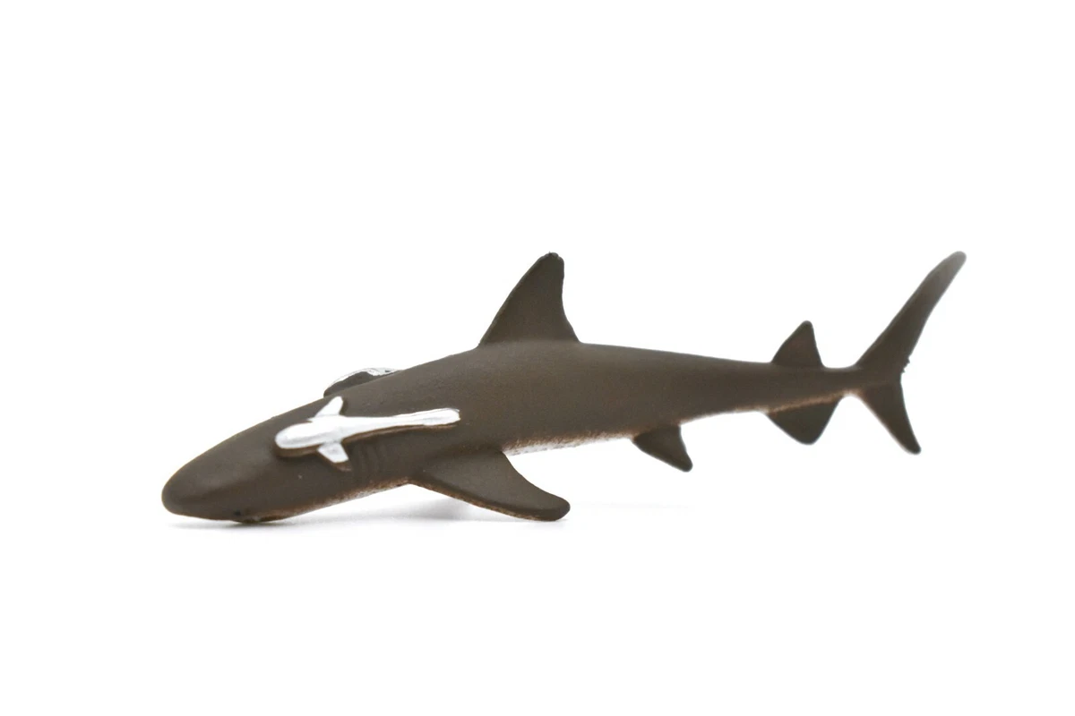 Remora Fish And Great White Shark
