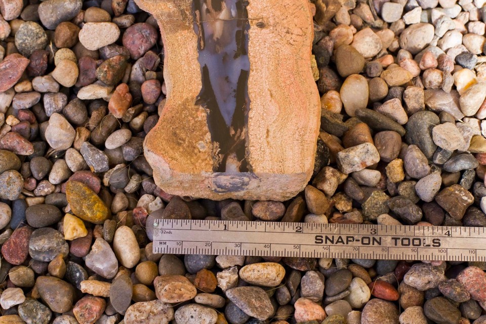 Blue Forest Petrified Wood Plank Cut (lengthwise) - Detail - Branch ...