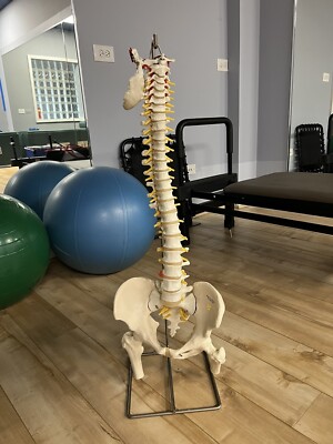 34" Human Spine Spinal Column Skeleton Medical Doctor Model w/ Stand ...