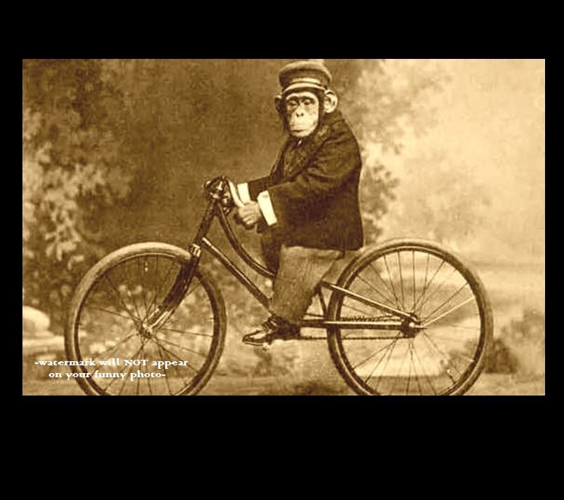 Vintage Funny Monkey Riding Bicycle PHOTO Circus Chimpanzee, Freak ...