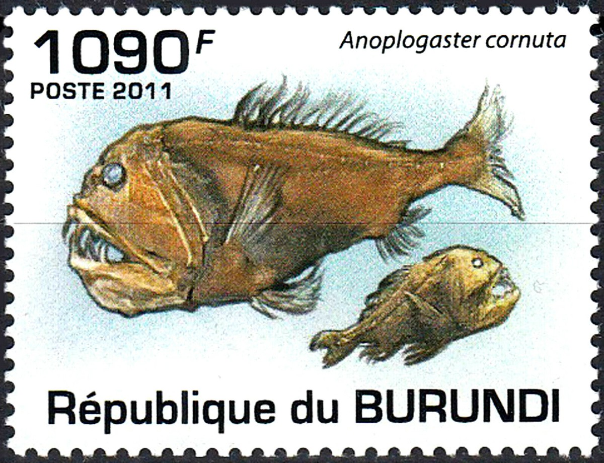 Fangzahnfisch Das Sind Die 7 Gruseligsten Tiefseefische PETBOOK