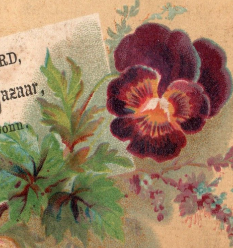 1878 Ira P. Beard New York Bazaar Pansy Flower P73 | eBay