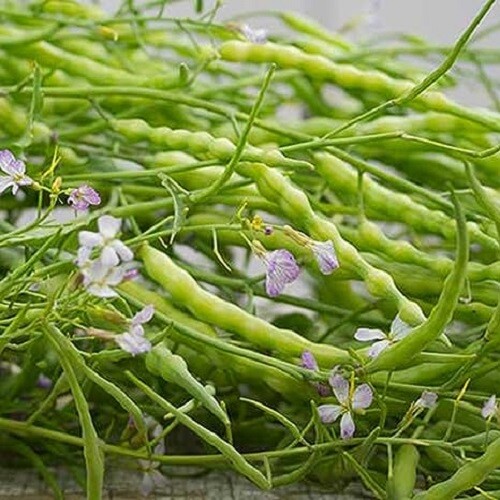Rat tail Radish Seeds Vegetable Garden Thai Radish Seeds RADISH RAT ...