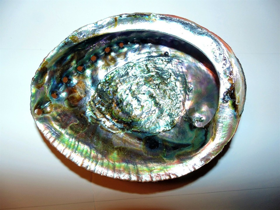 GREEN ABALONE HALIOTIS FULGENS 6 to 7" SEA SHELL BEACH DECOR CRAFT REEF ...