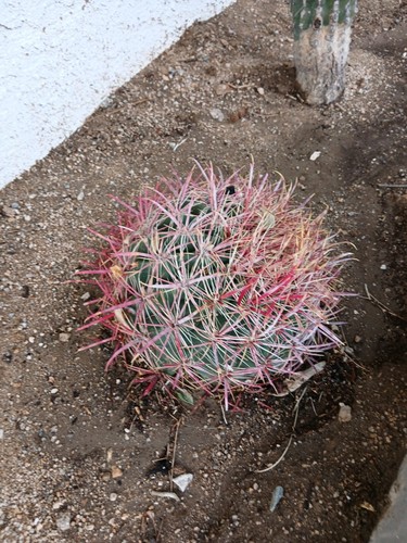Beautiful Red Berrel Cactus | eBay