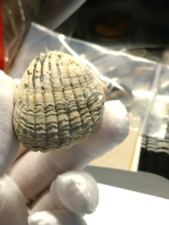 A RARE Fossilized Miocene Ark Shell probably 100's of thousands of ...