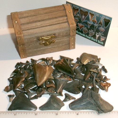 Shark Tooth Treasure Chest – Megalodon, Great White, Mako, Over 100 ...