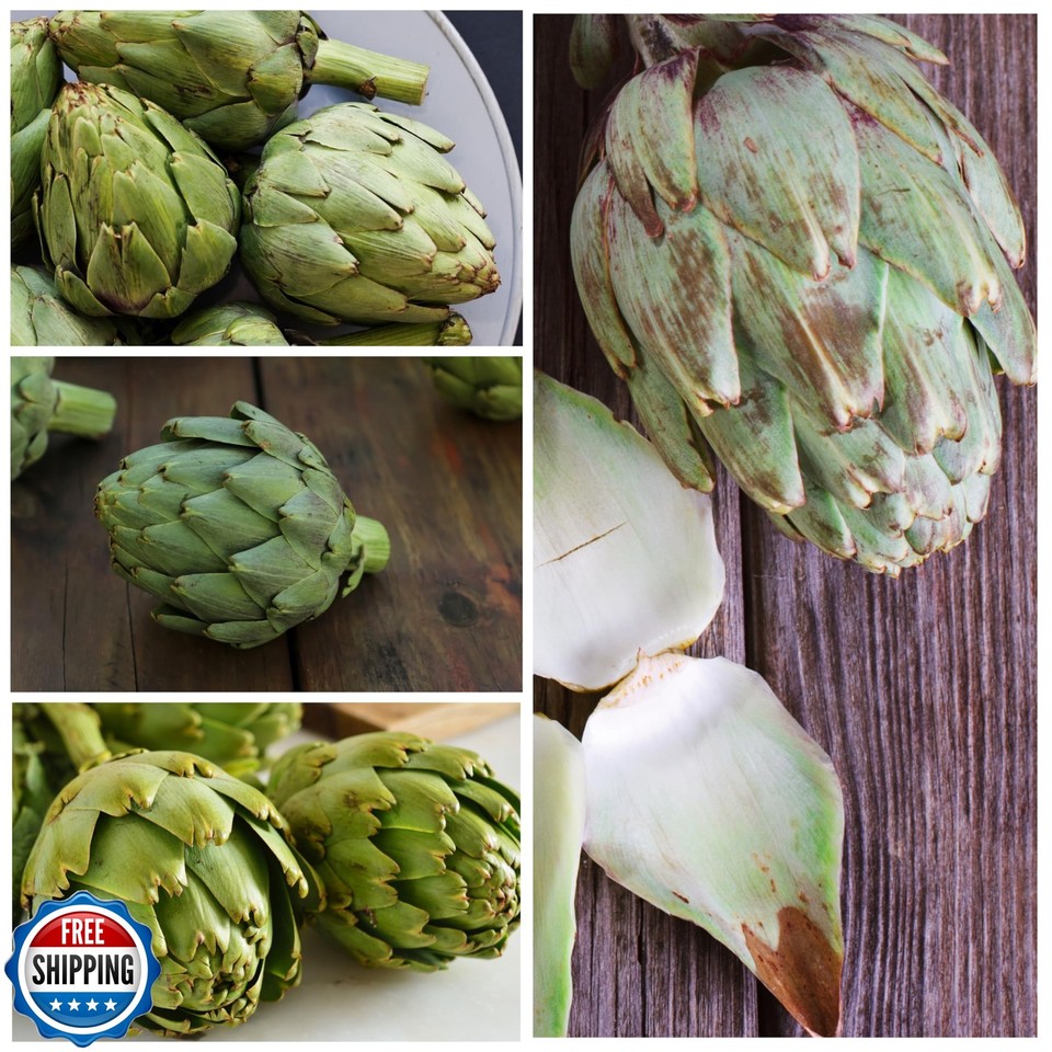 Seed Needs Artichoke Seeds for Planting Green Globe Artichokes - Non ...