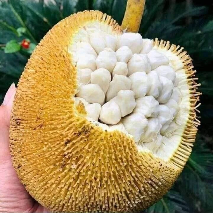 Marang Fruit Tree