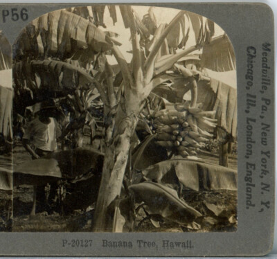 HAWAII, Banana Tree--Keystone Primary Stereoview #56 | eBay