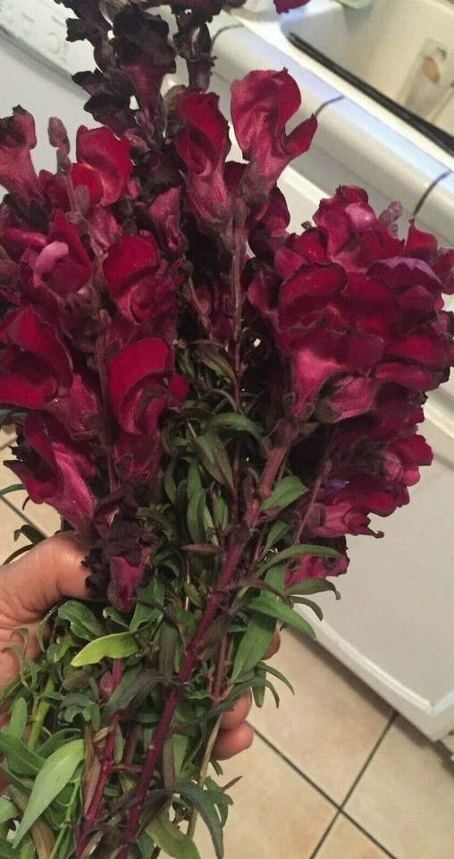 300 seeds Snapdragon Dark Red Velvet Annual + gift | eBay
