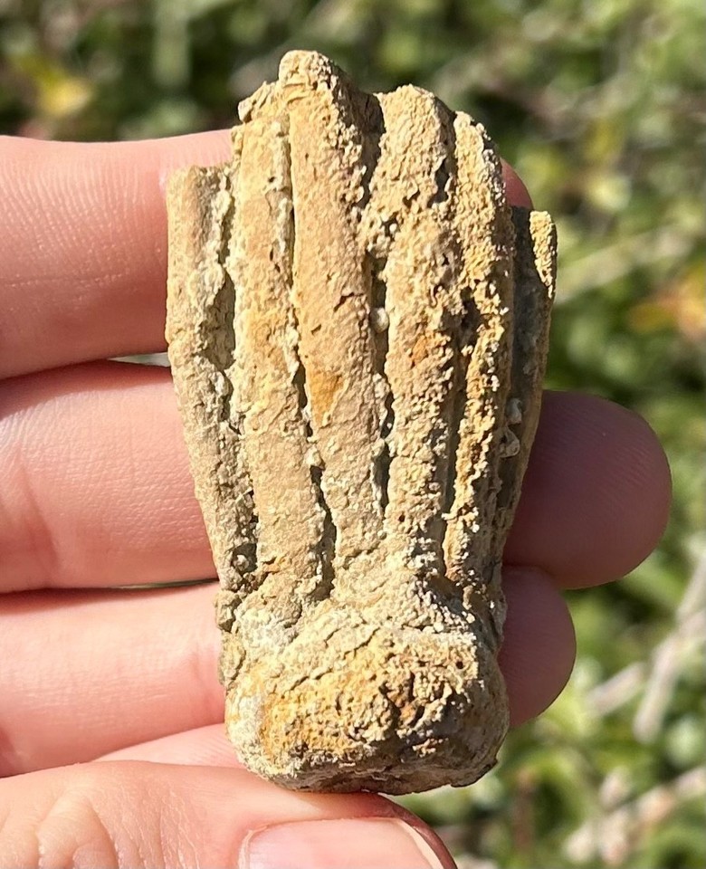 NICE Fossil Crinoid Phanocrinus bellulus Alabama Bangor Limestone ...
