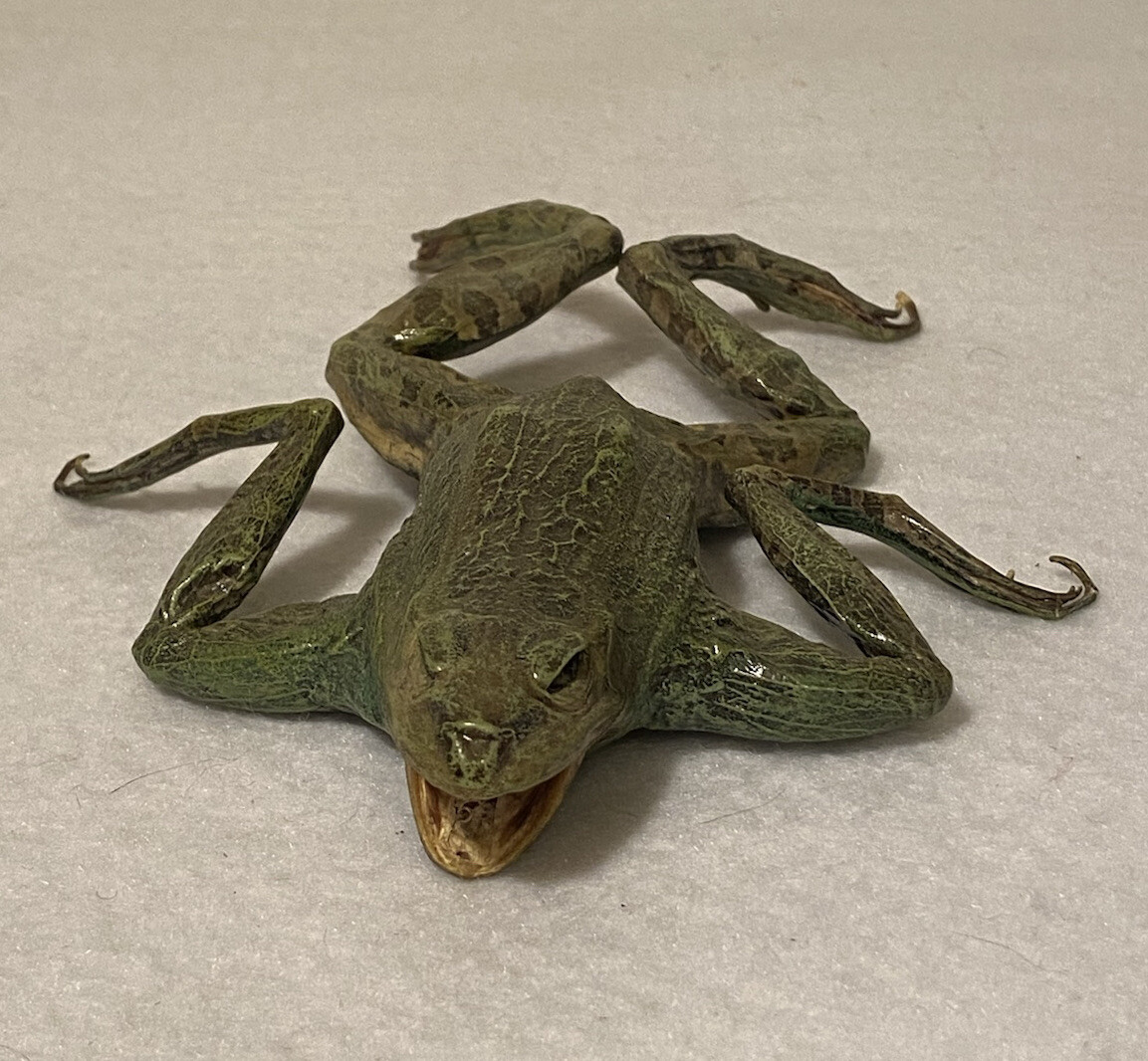 Deformed Mutant 4 Legged Frog Freak taxidermy Sideshow Gaff | eBay
