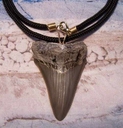 MEGALODON shark tooth necklace 2 1/8" fossil jaw BIG sharks teeth ...