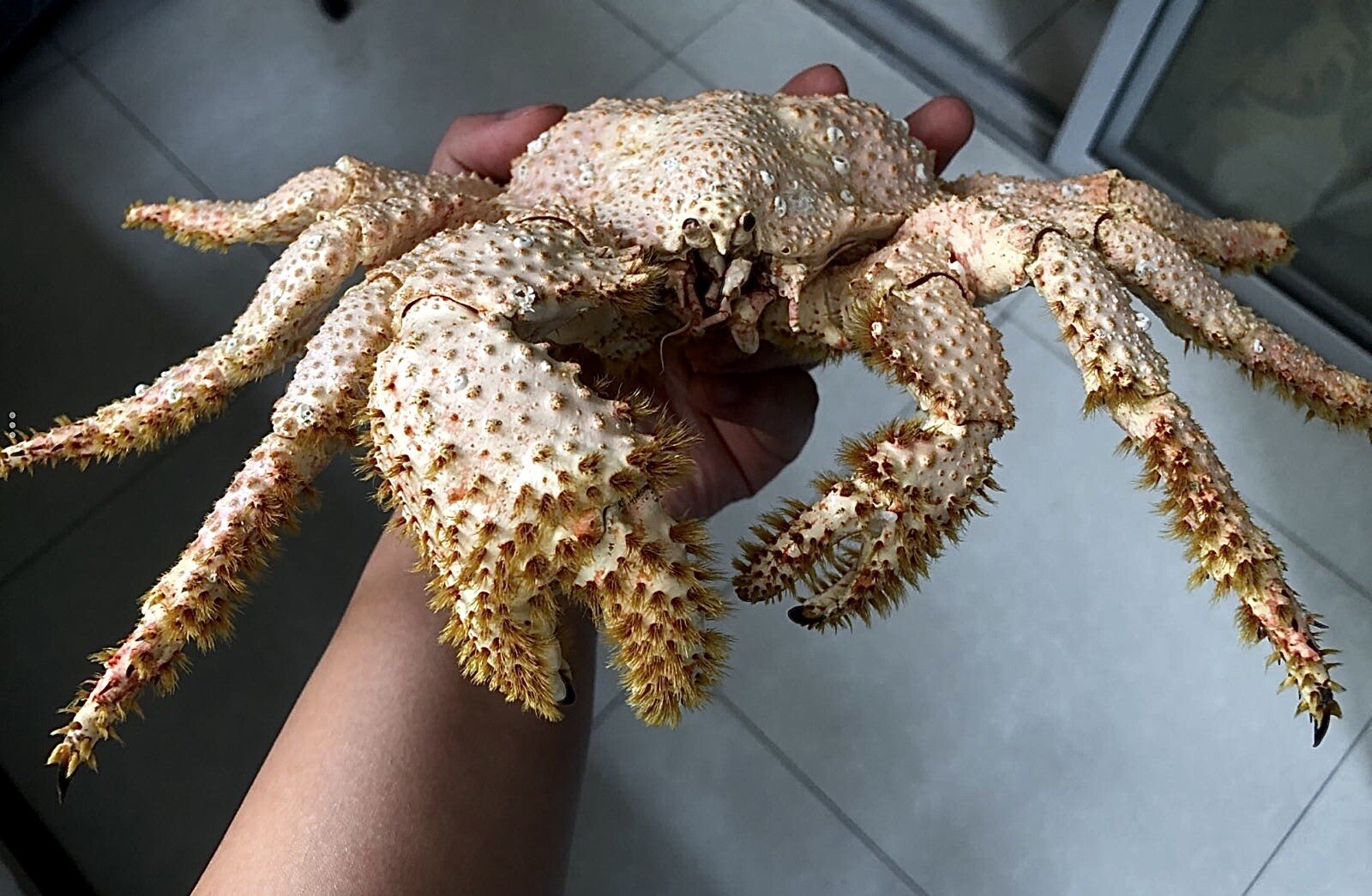 Commission Booking , Pre Order Paralomis False King Crab Taxidermy | eBay