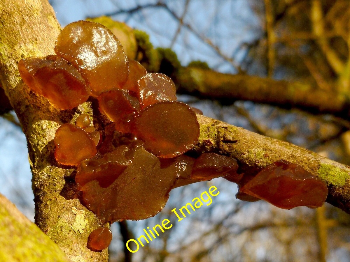 Jelly Fungi 11 Fascinating Fungi You Can Find In The UK Greenpeace