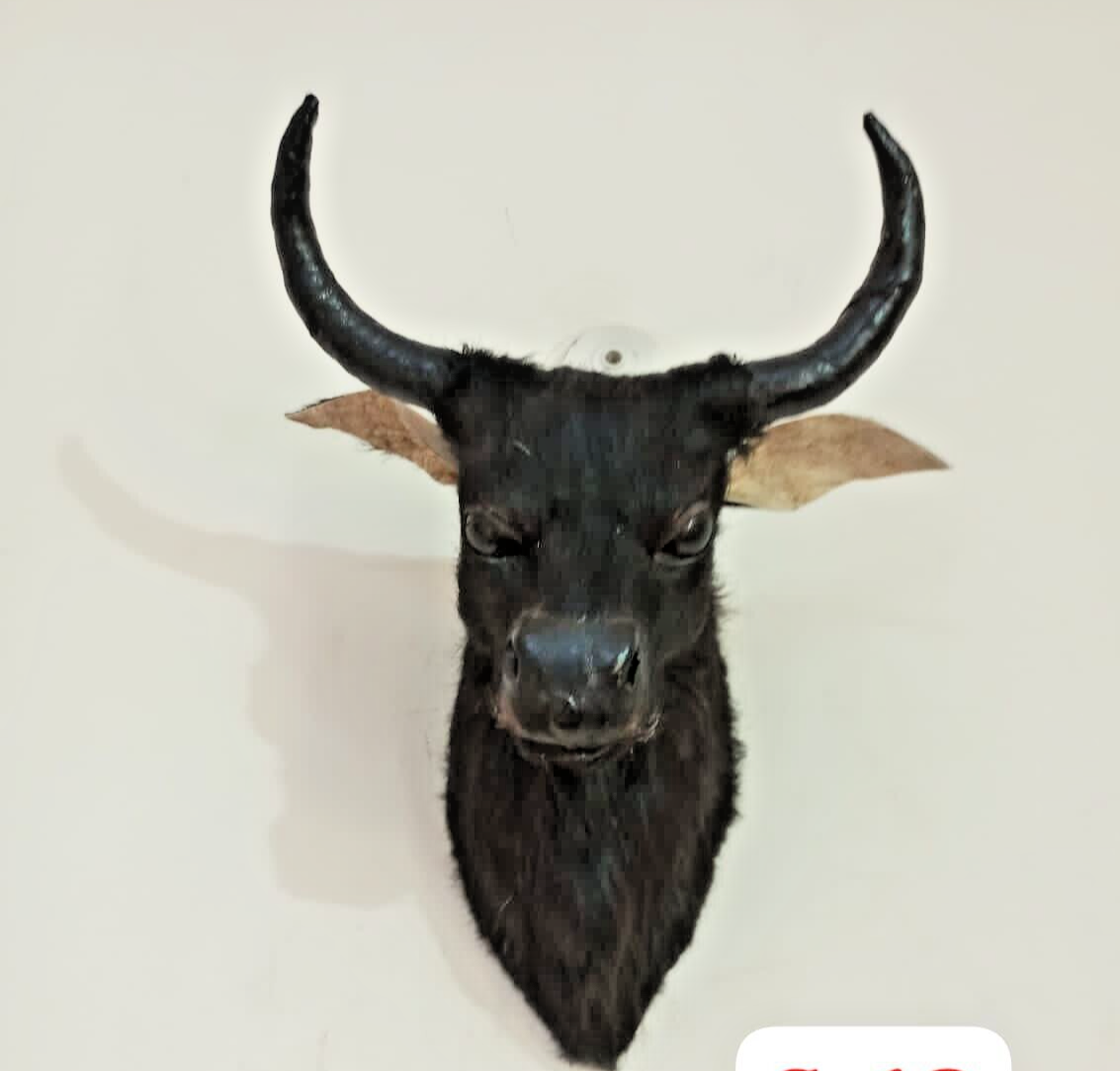 Durable Leather Wrapped Fur Bull Head Wall Mount Realistic Home Décor ...