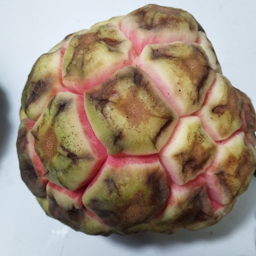25 Pink Green Custard Apple Seeds Annona Squamosa Kadsura coccinea ...