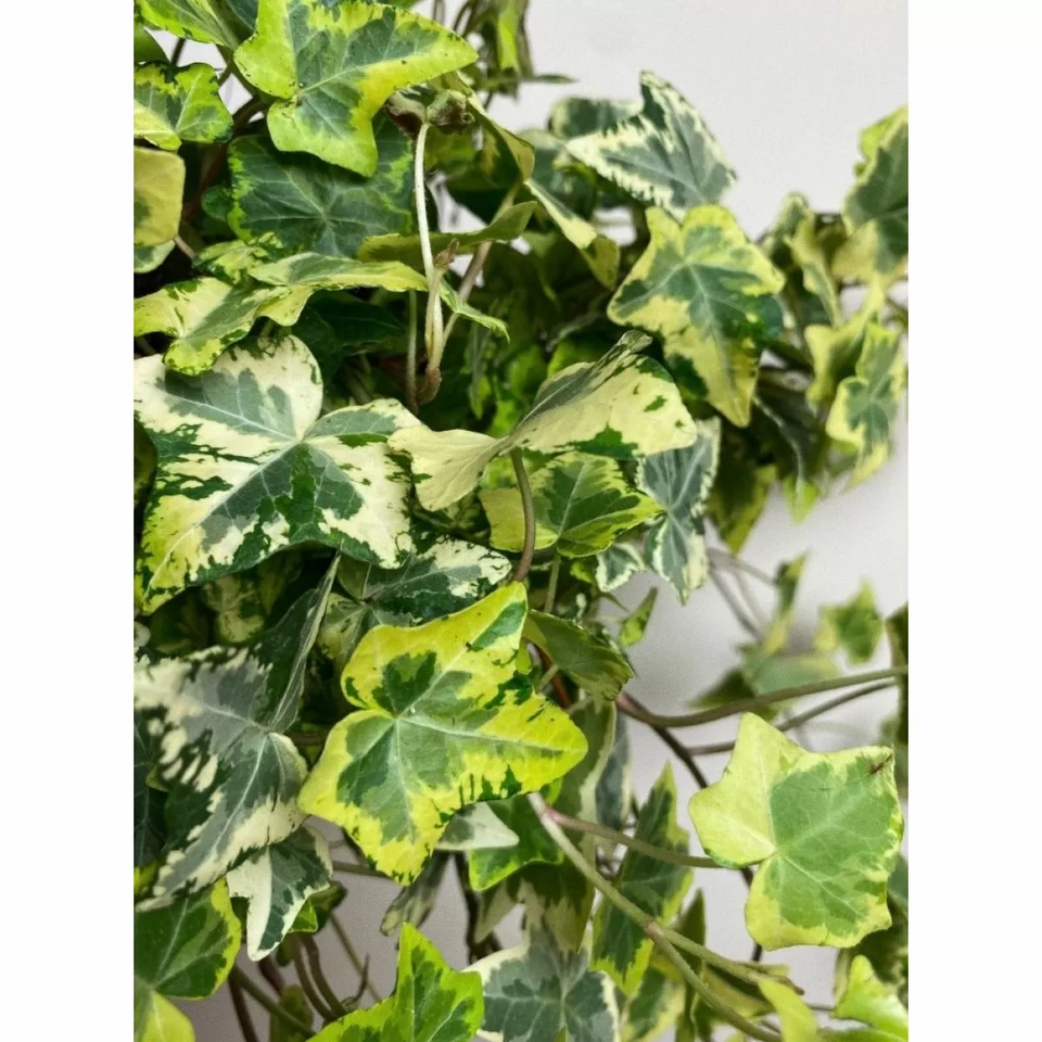 Hedera Helix 'Variegata' – Variegated Trailing Ivy (Baby English Ivy ...