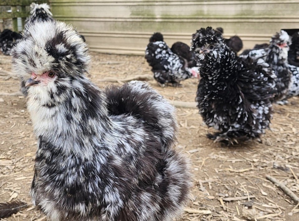 Silkie Hatching Eggs Mottled 6, Satin, Showgirl, Frizzle NPIP & AI ...
