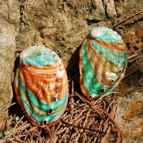 2pcs 6-7cm Abalone shell natural conch DIY handmade material ...