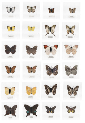 12 Different Laminated Butterfly Collection Set B 110x110 mm Sheet ...