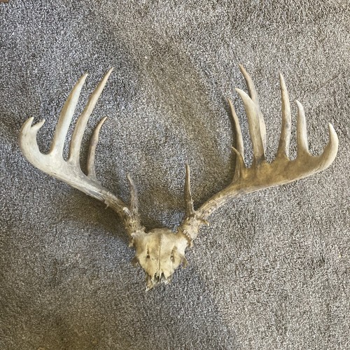 Sweet 181” WHITETAIL DEER RACK Antlers mule mount taxidermy | eBay