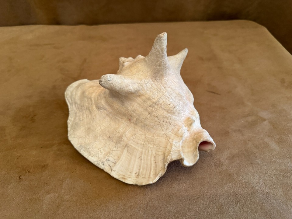King Queen Horned Helmet Conch Sea Shell Nautical Beach Large | eBay