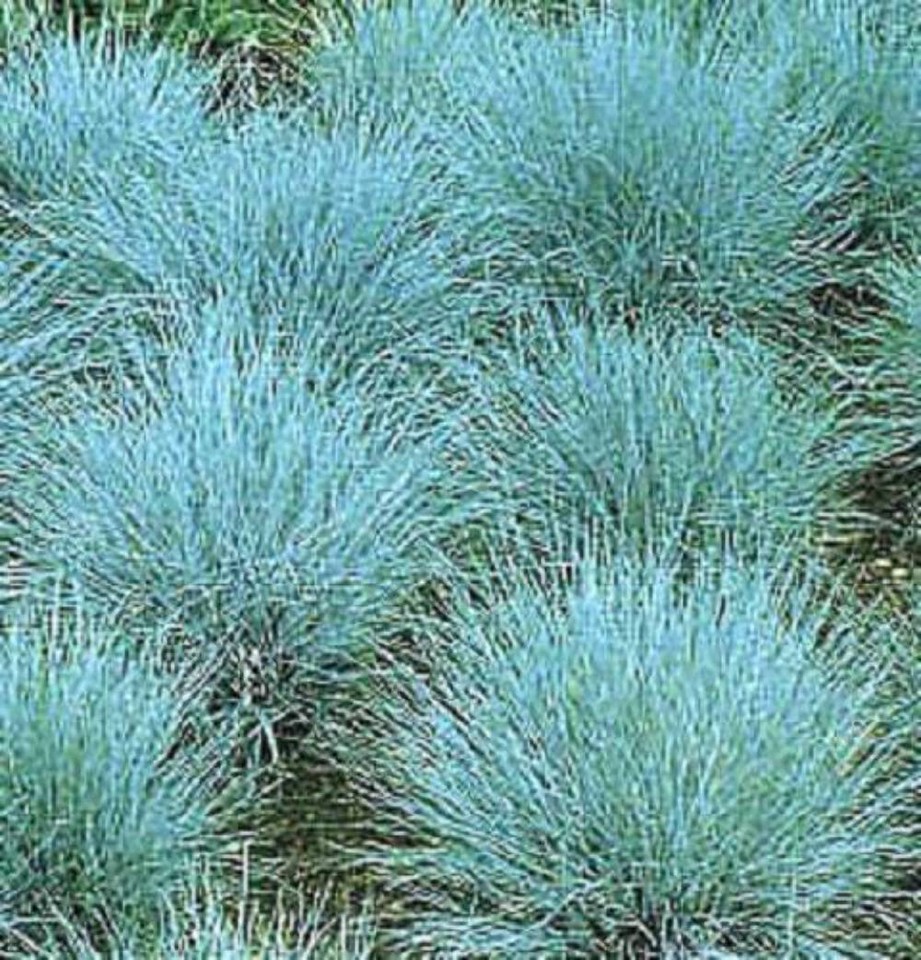 100 BLUE Sheeps FESCUE GRASS Festuca Ovina Glauca Cinerea Seeds | eBay