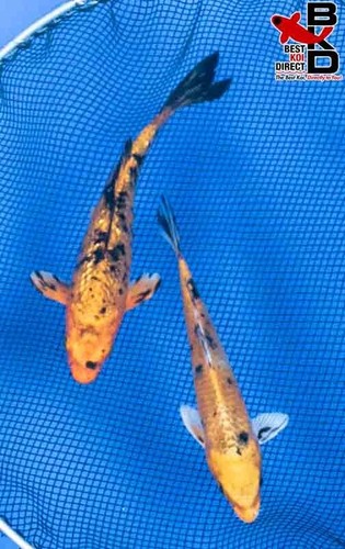 (2) 6" KI BEKKO PAIR (1 GIN RIN) Live Koi Fish Garden Pond 6/10 | eBay