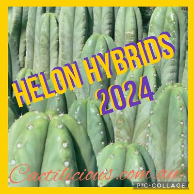 Cactus Helon Hybrid Pack. 300+ Seeds. 2024 Cacti Seeds | eBay Australia
