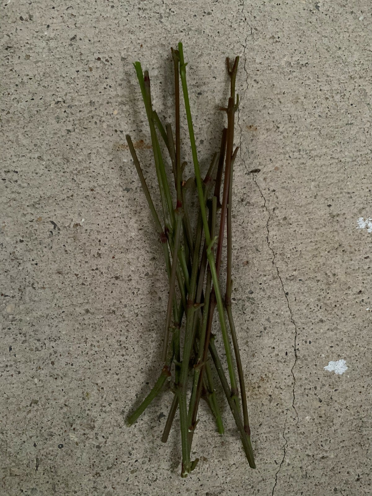 20 Vigorous Male Muscadine vine cuttings scion for rooting - No grape ...