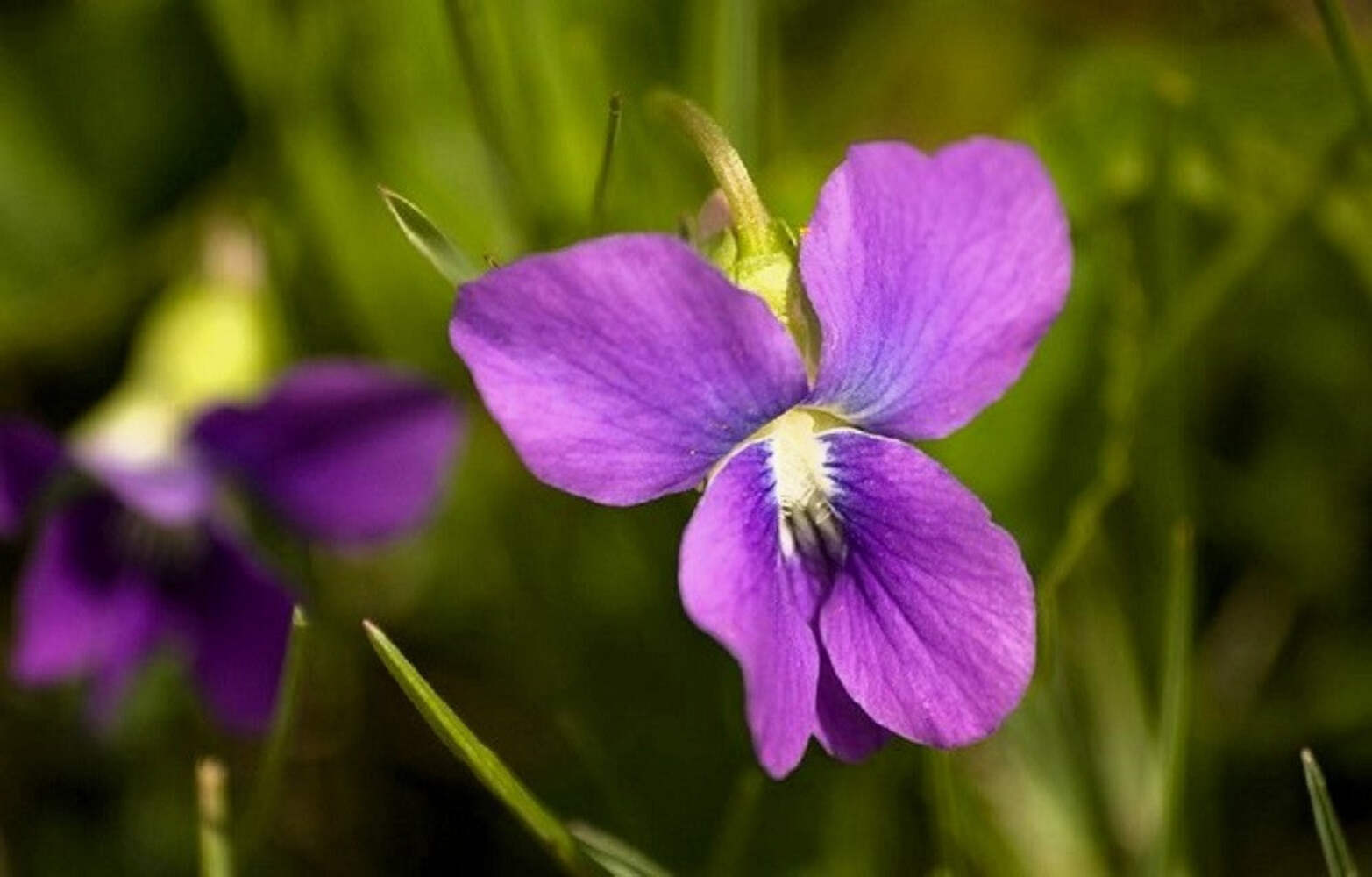 100 PRAIRIE VIOLET PURPLE VIOLA Coastal Larkspur Pedatifida Palmata ...
