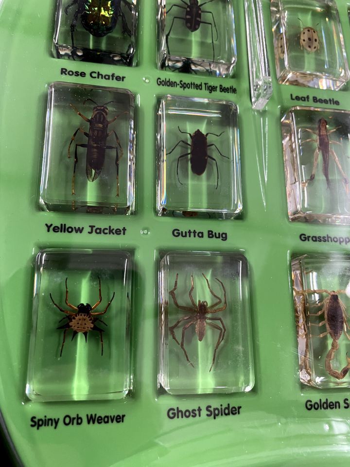 Lakeshore Learning Real Bugs Discovery Kit - 12 Actual Insect Specimens ...