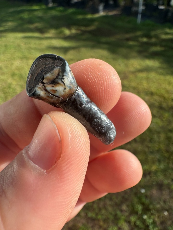 HIGHLY COLORFUL BISON ANTIQUUS LATIFRONS BISON FOSSIL INCISOR TOOTH ICE ...