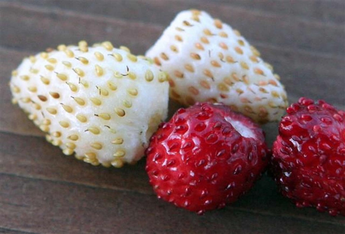 White Alpine Strawberry Seeds