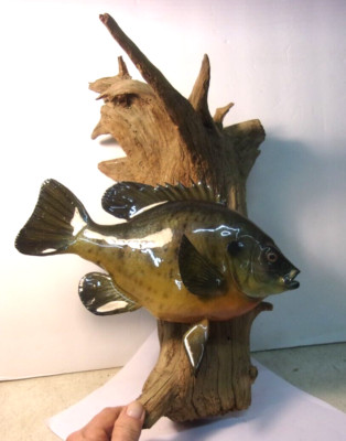 Taxidermy - Fish Mount Replica